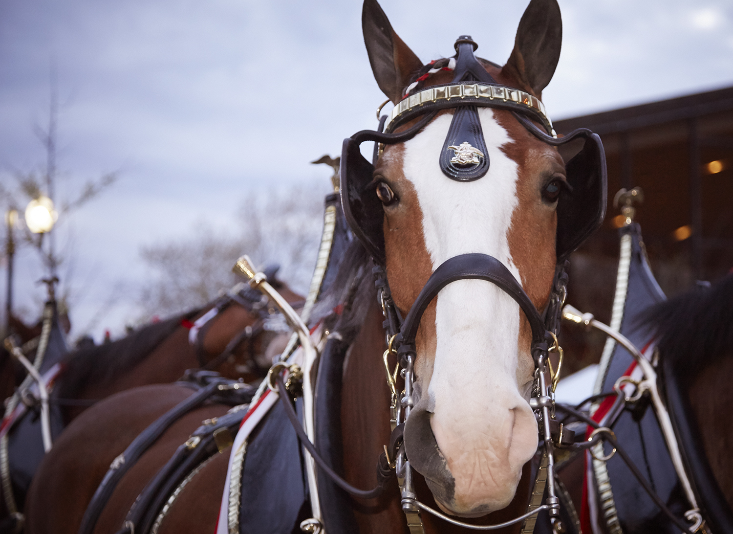 Equine Icons: The Budweiser Clydesdales - Equus Magazine