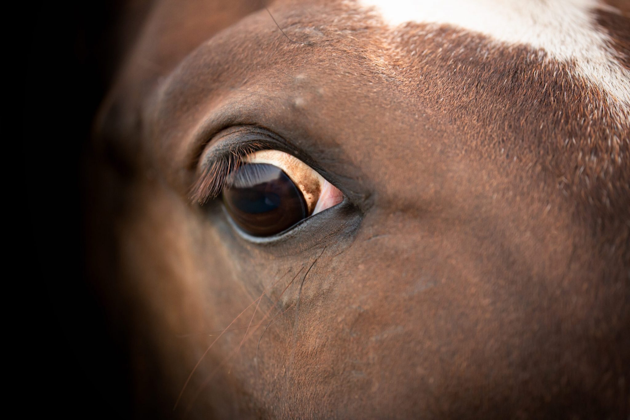 Do’s and Don’ts in dealing with a nervous horse - Equus Magazine