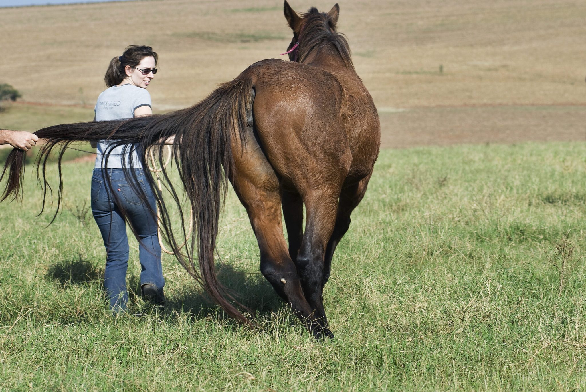 EQUUS 'Farm Calls' episode 23: EPM in horses - Equus Magazine