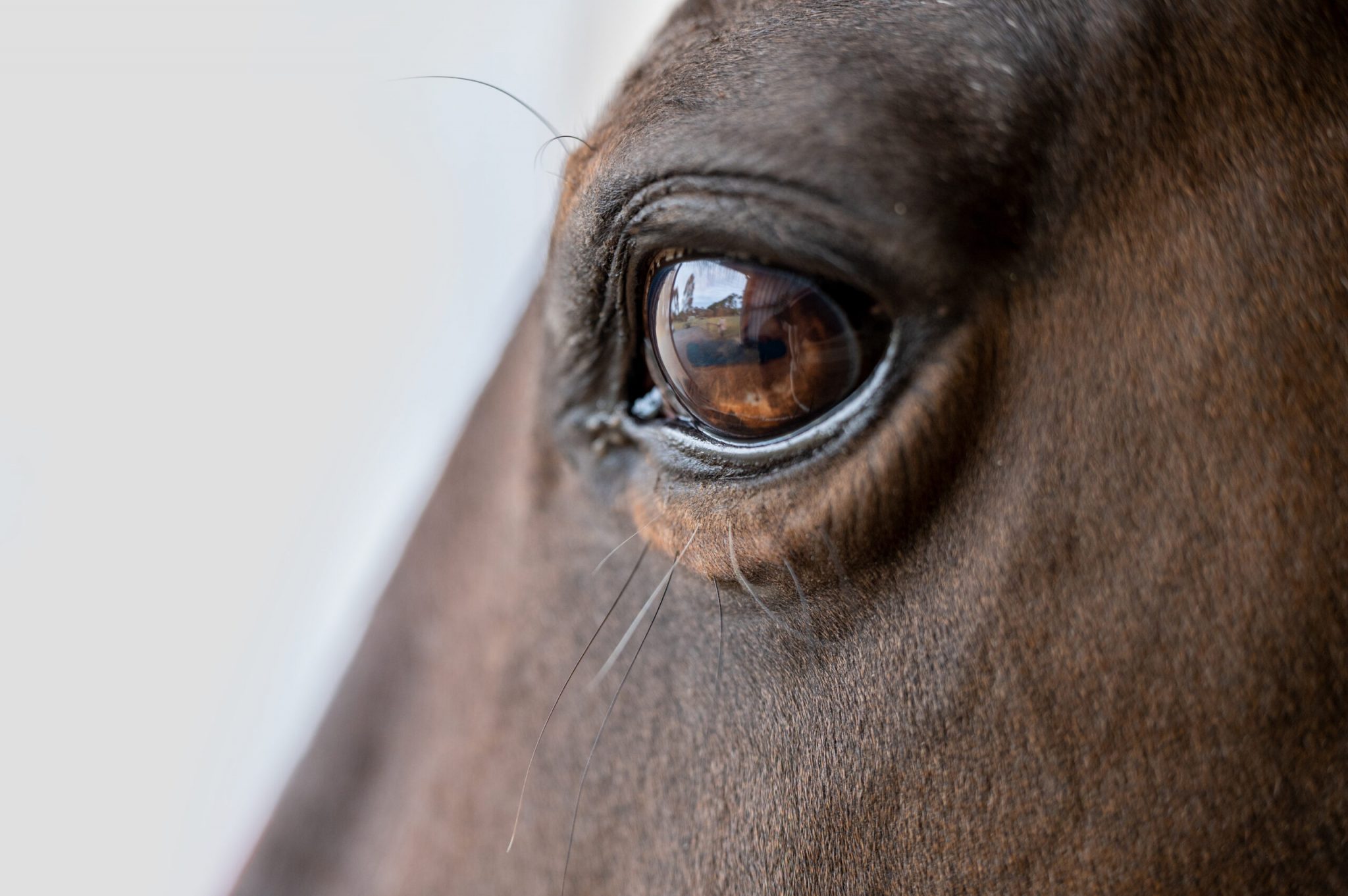 New treatment for equine recurrent autoimmune uveitis? - Equus Magazine