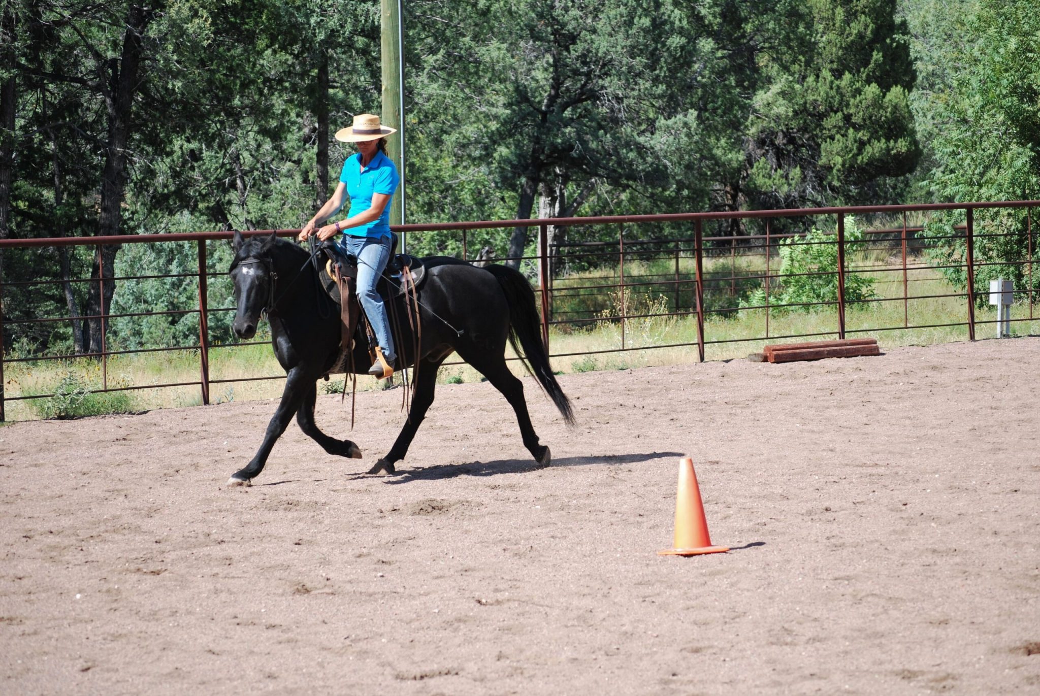 4 common horse training challenges - Equus Magazine