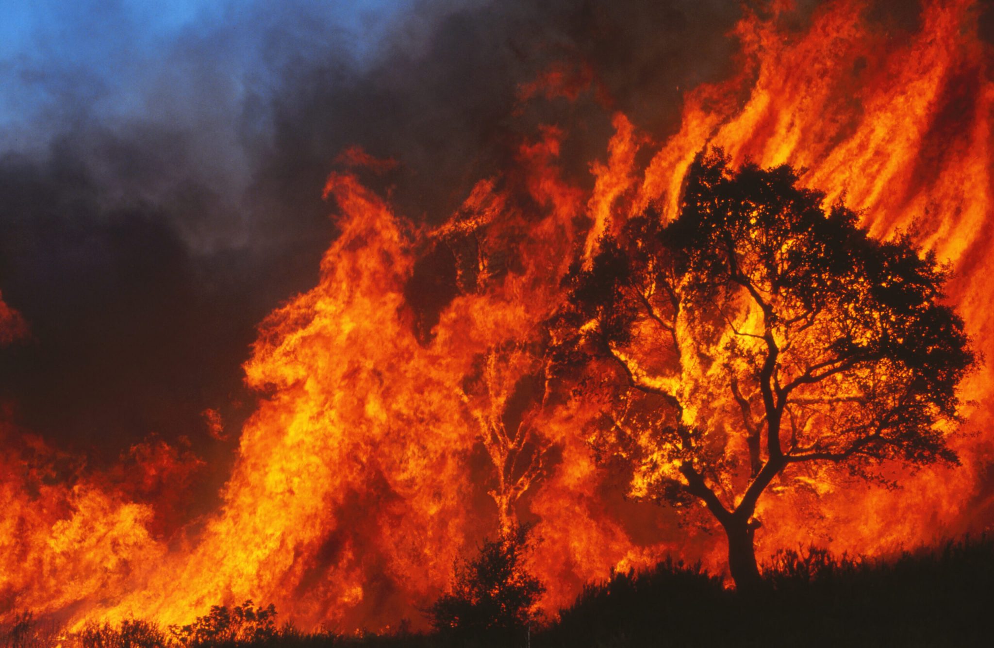 Surviving a wildfire: Thankful, Grateful, Blessed - Equus Magazine