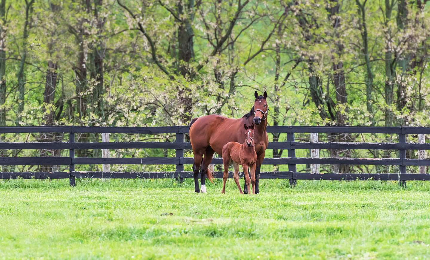 Proactive Care Tips for Broodmares
