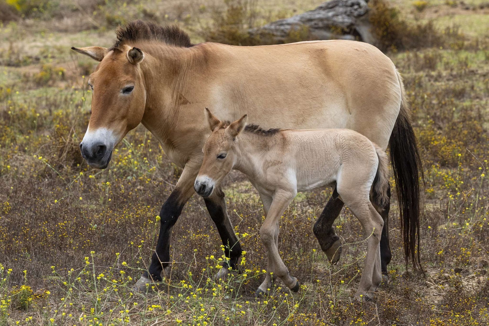 Park welcomes another Przewalski's Horse foal - Equus Magazine