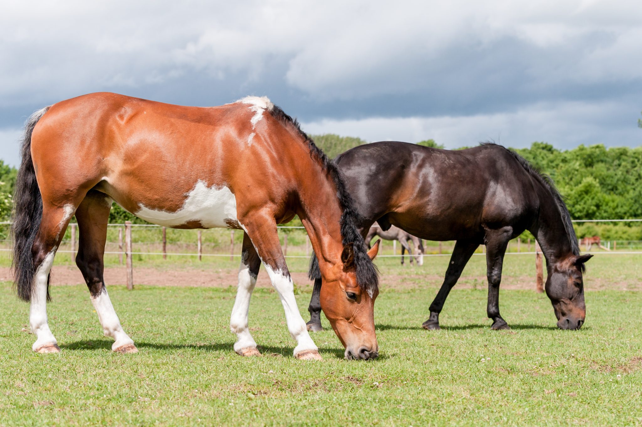 Five keys to effective parasite control - Equus Magazine