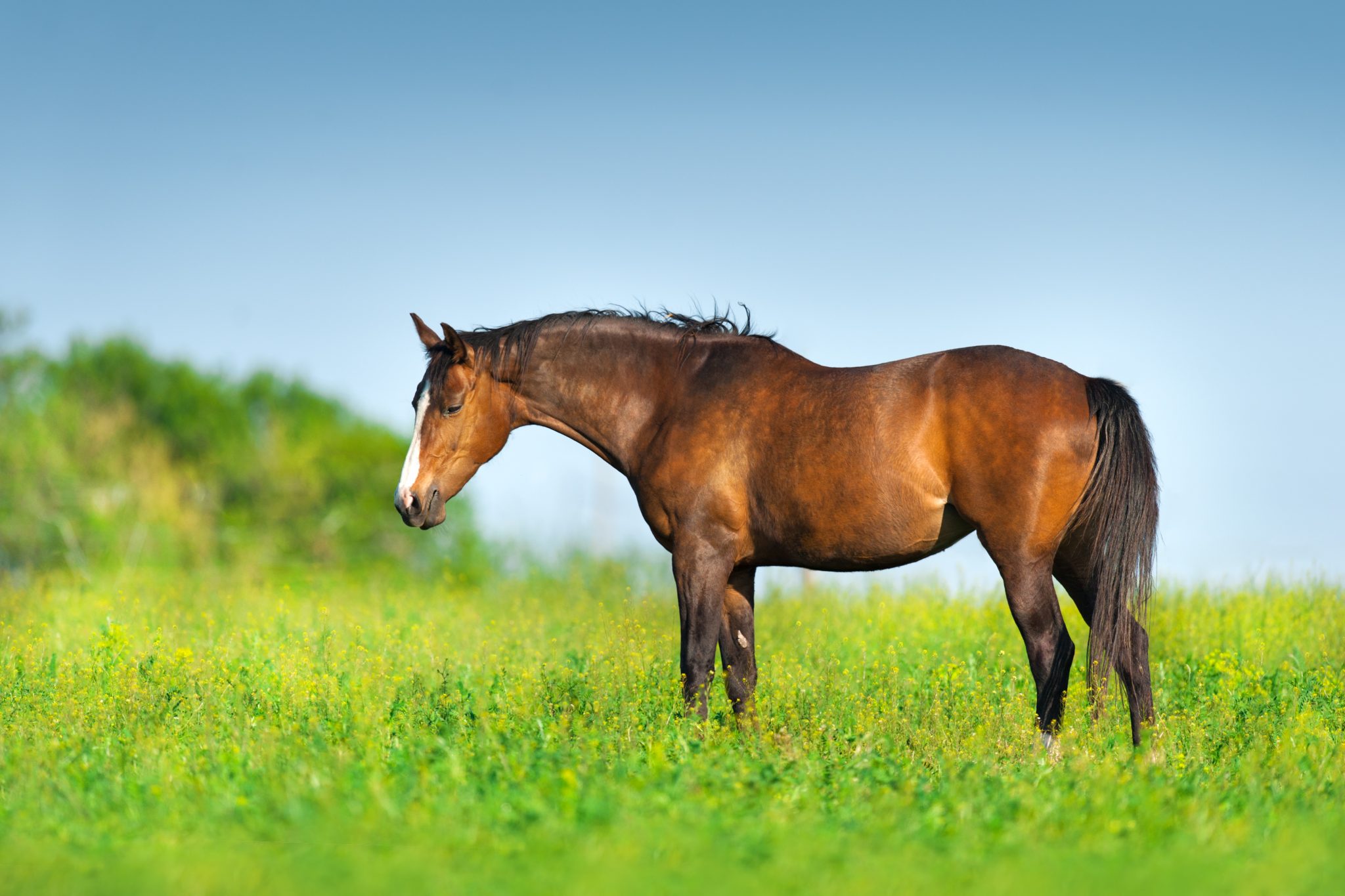 7 Myths about equine nutrition - Equus Magazine