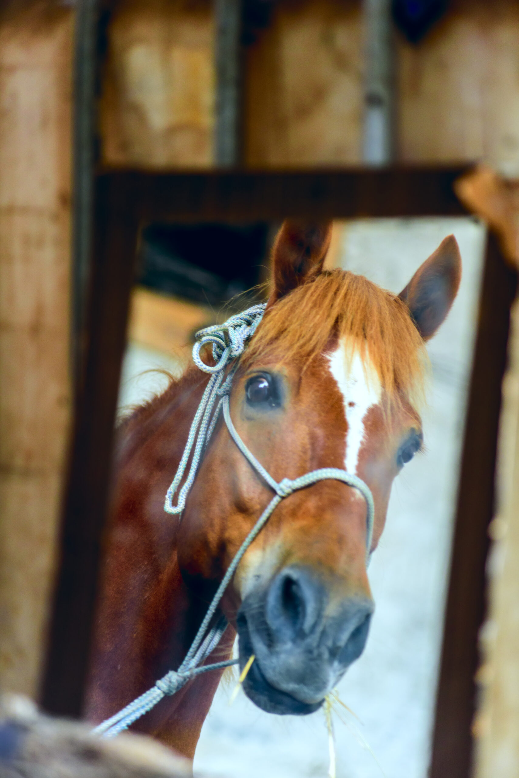 How Do Horses See Themselves?