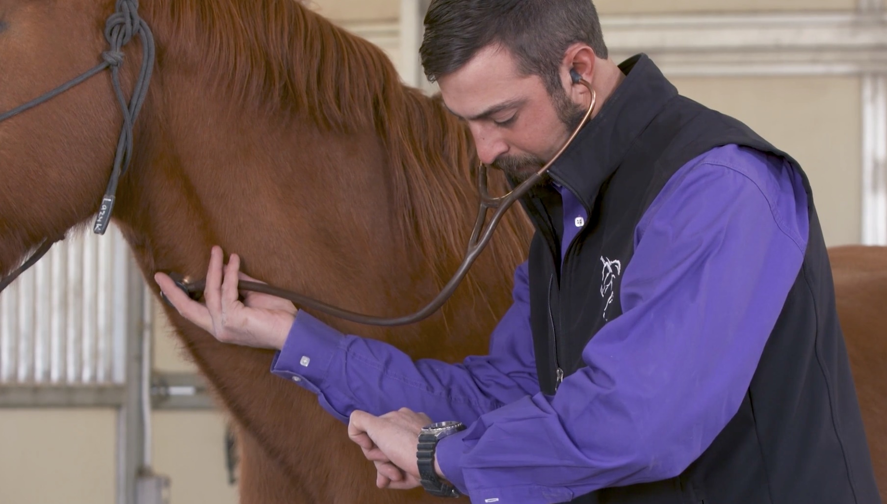 Horse Health Tips: Measuring respiratory rate - Equus Magazine