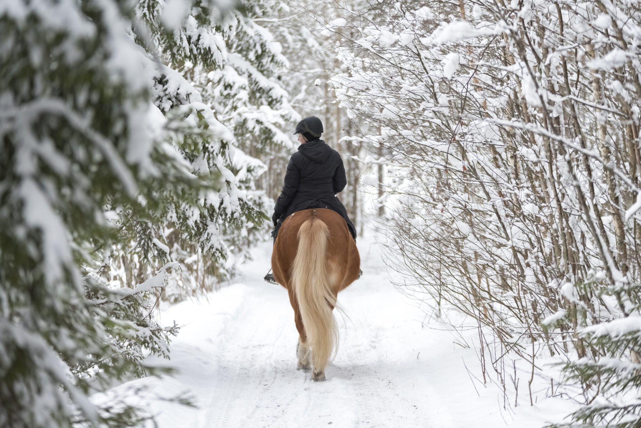 Get the most out of winter rides - Equus Magazine