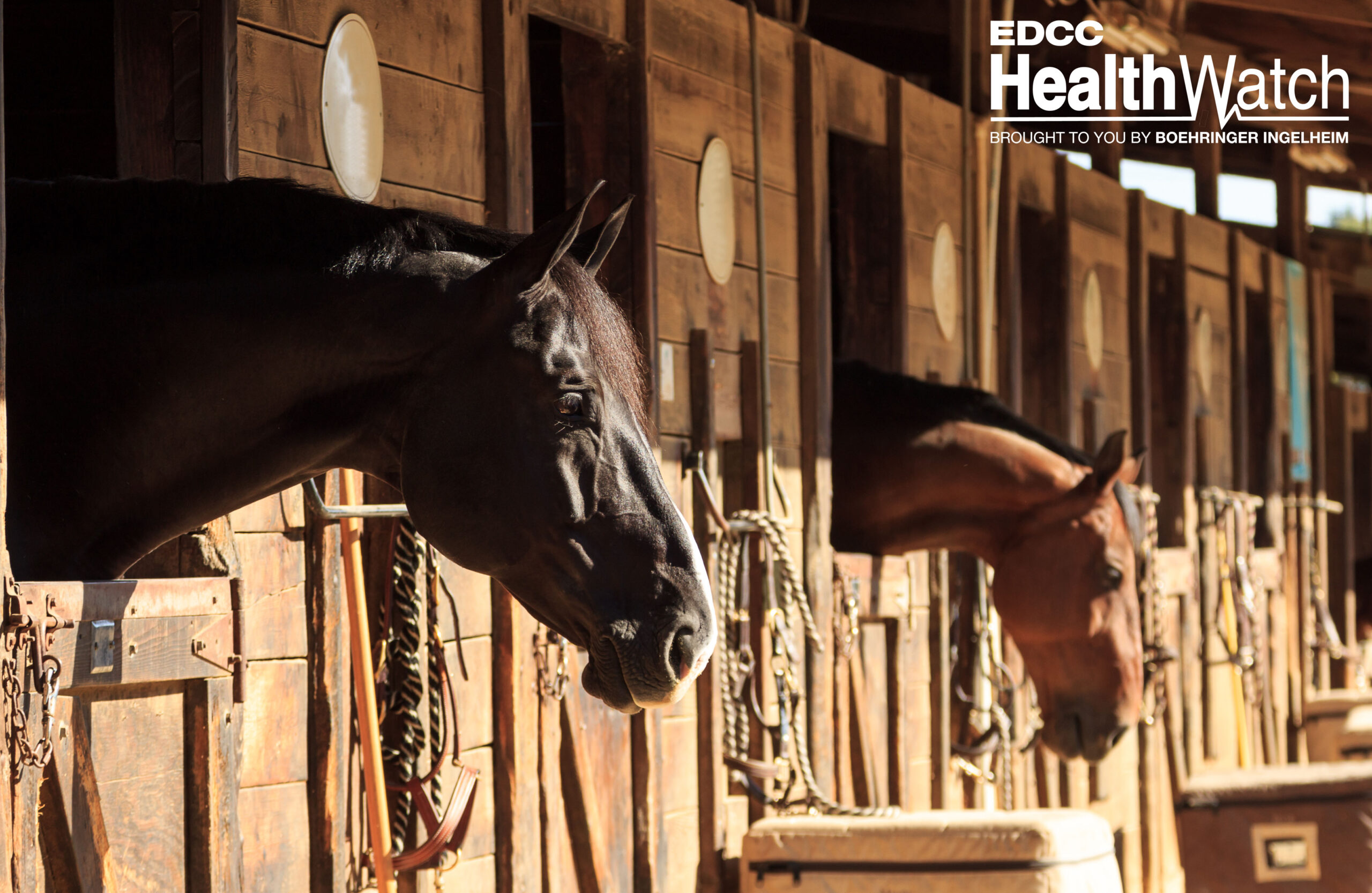 6 Ontario horses test positive for strangles - Equus Magazine