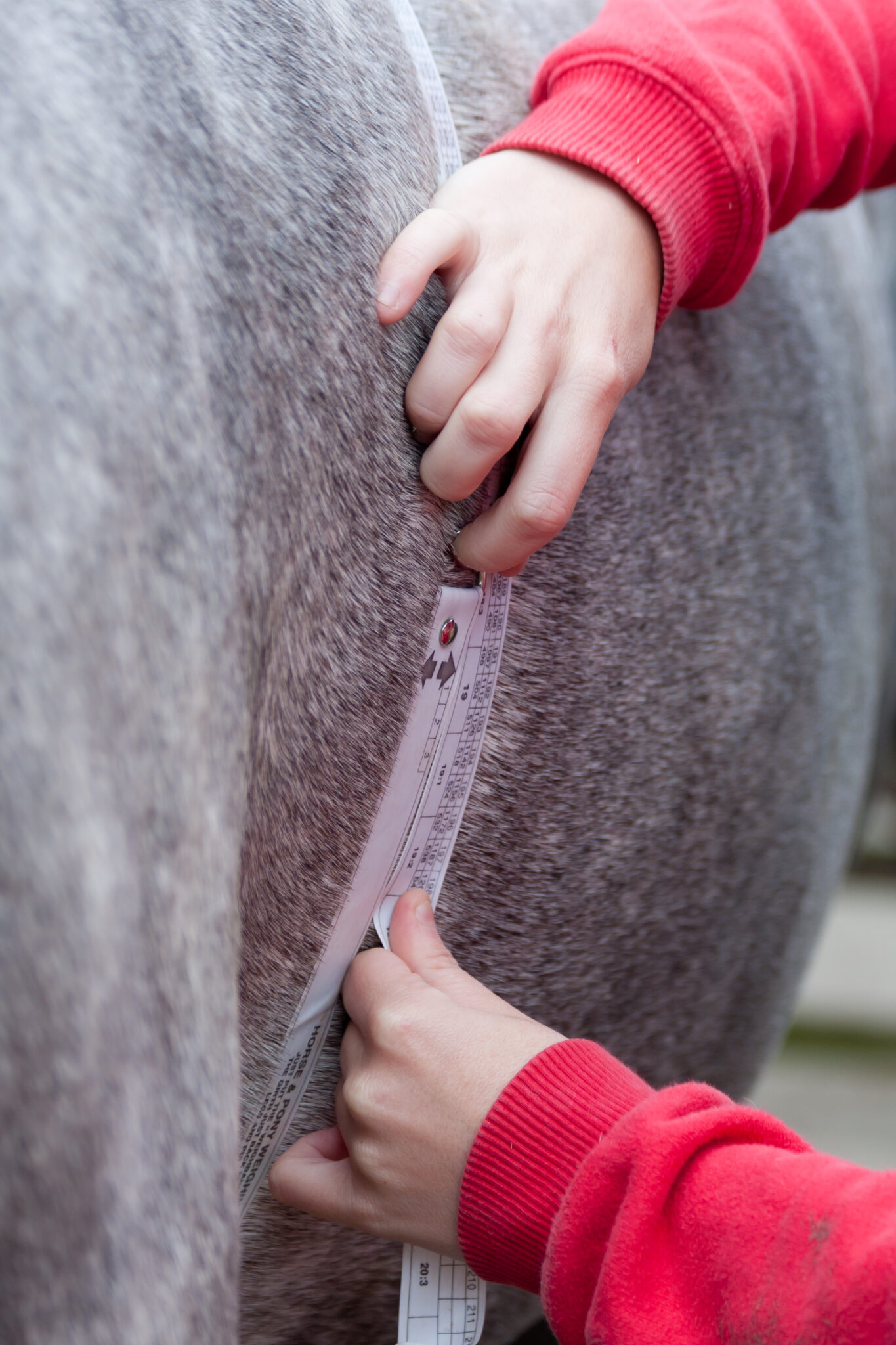 The best way to use weight tapes - Equus Magazine