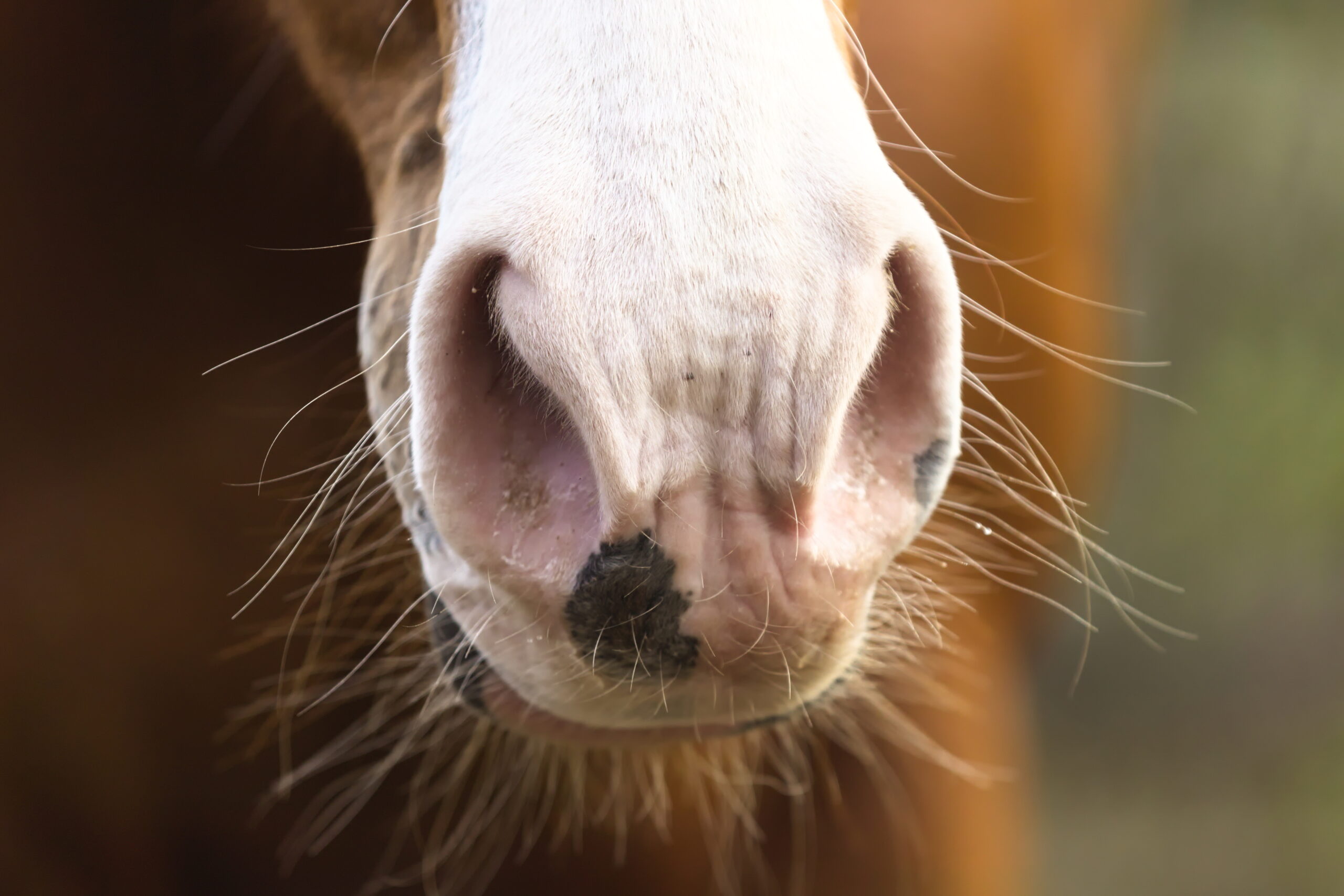 What a horse's nosebleed might mean - Equus Magazine