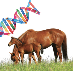 What’s the difference between inbreeding and line breeding? - Equus ...