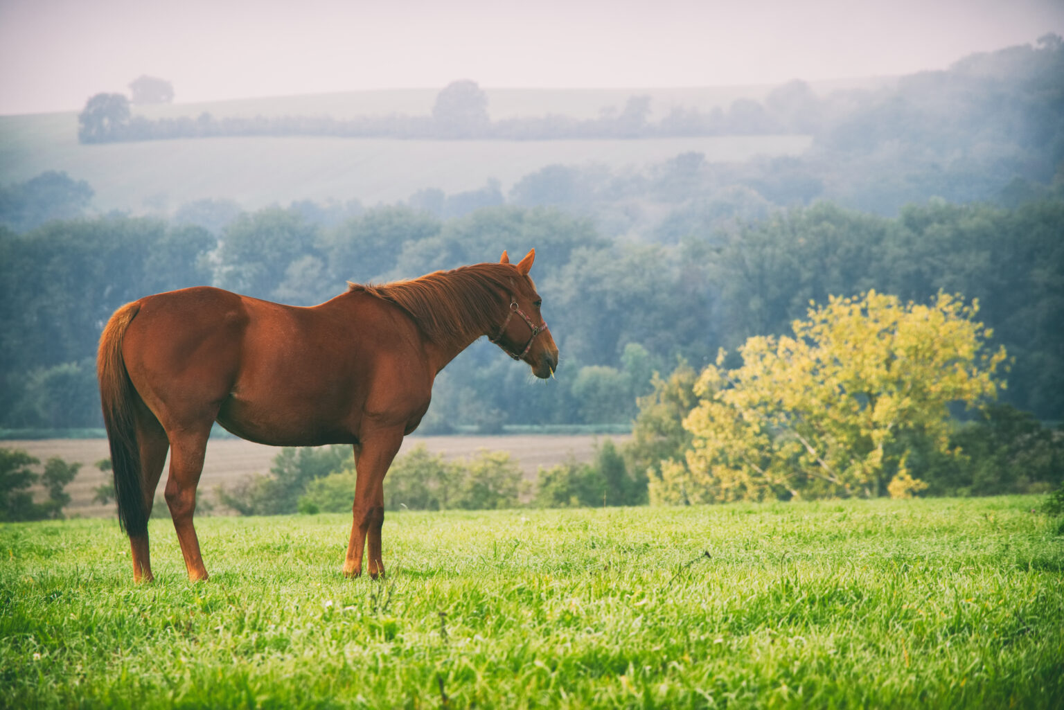 Three key areas of colitis research - Equus Magazine
