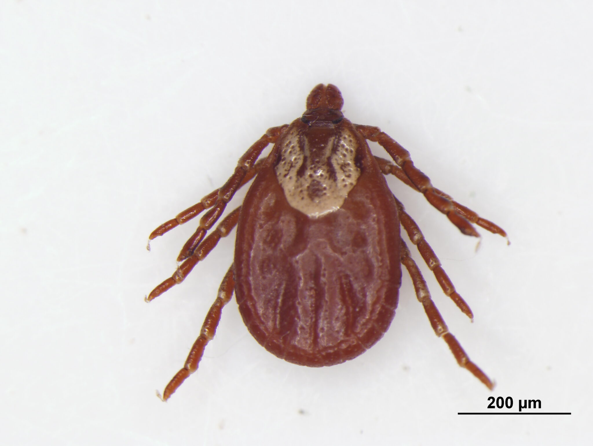 Are the ticks that target horses getting more aggressive? - Equus Magazine