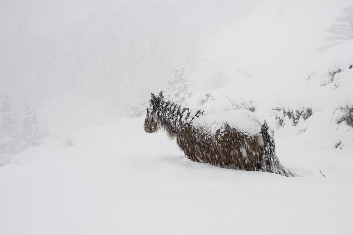 Forest Service Rescue of Wild Horses in California - Equus Magazine