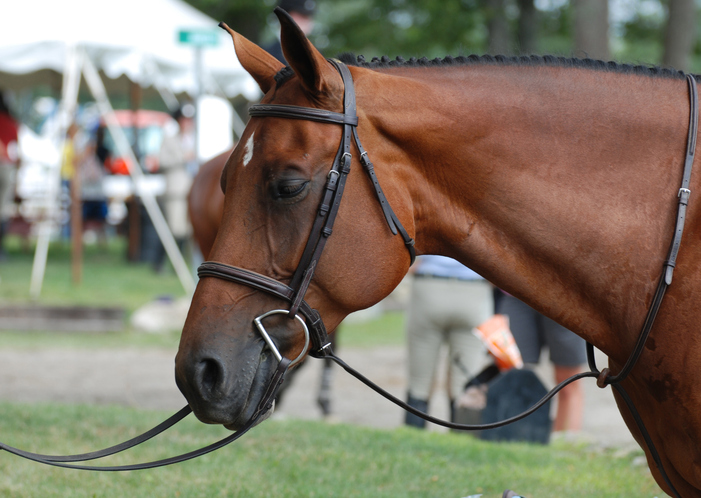 Study: Owner personality, attachment style shape interactions with ...