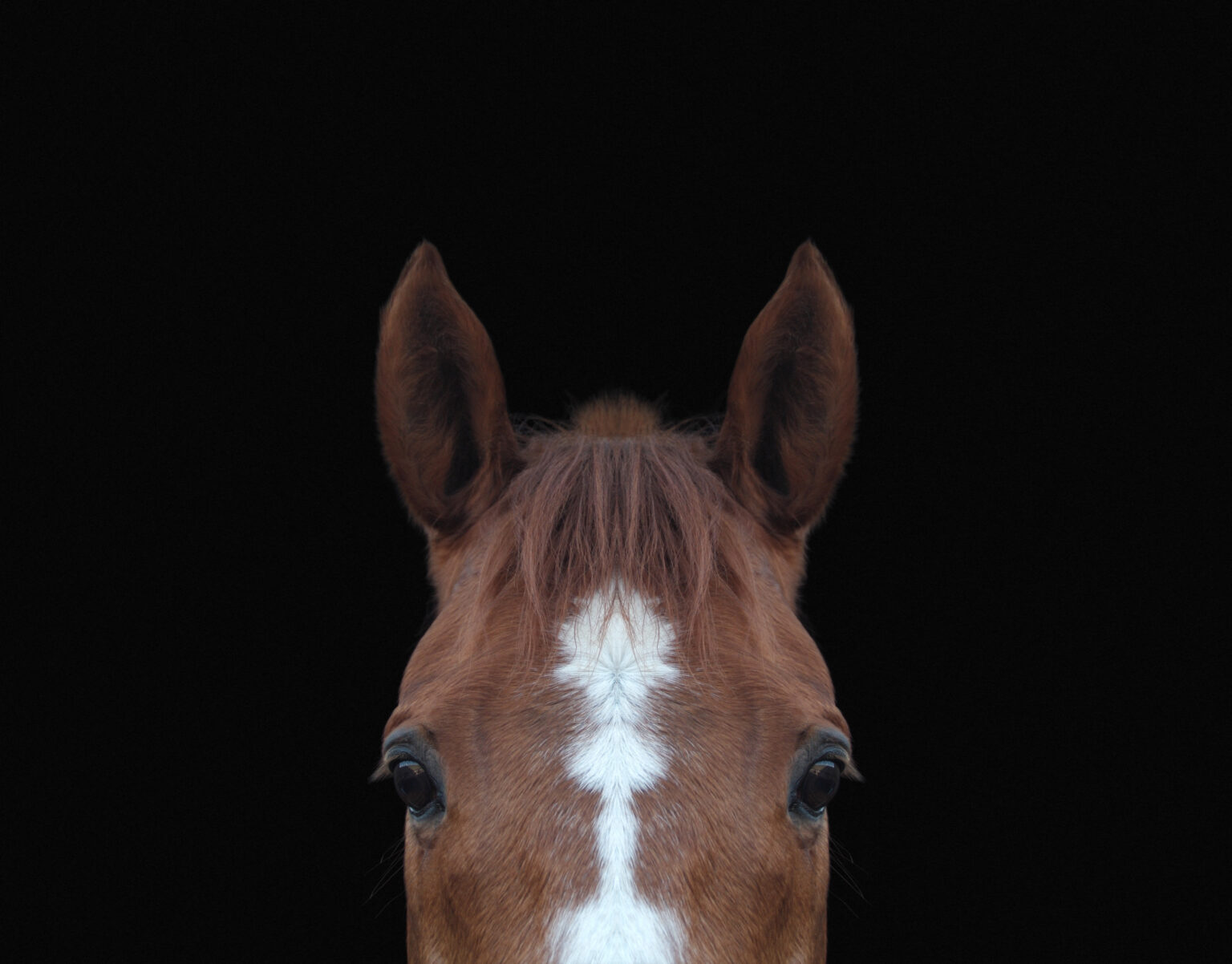 Do Horse Hair-Whorl Patterns Indicate Temperament?