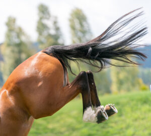No More Bucking! Solutions For Bucking Horses