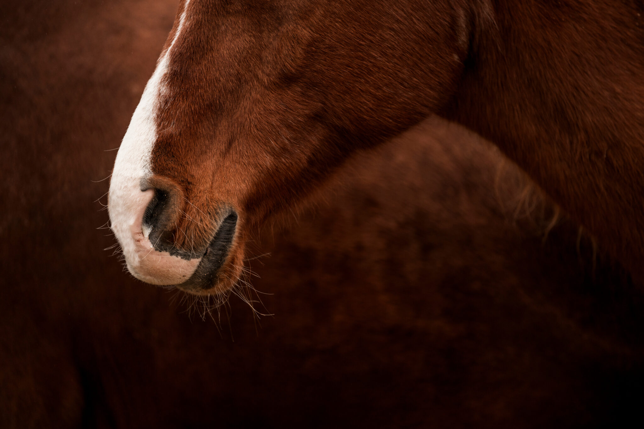 What to Do When A Horse Has Nasal Discharge
