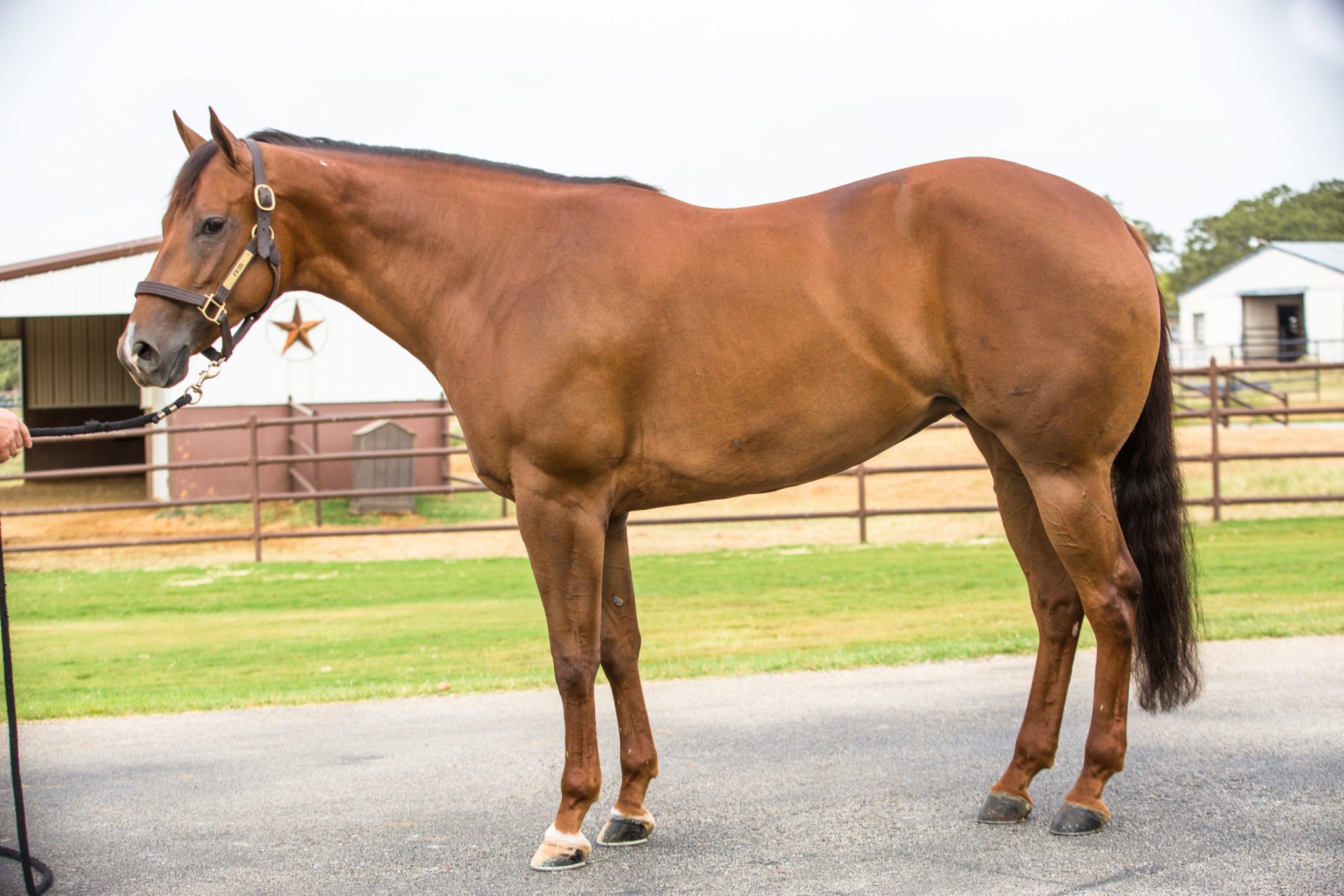 How to Take a Horse Conformation Photo