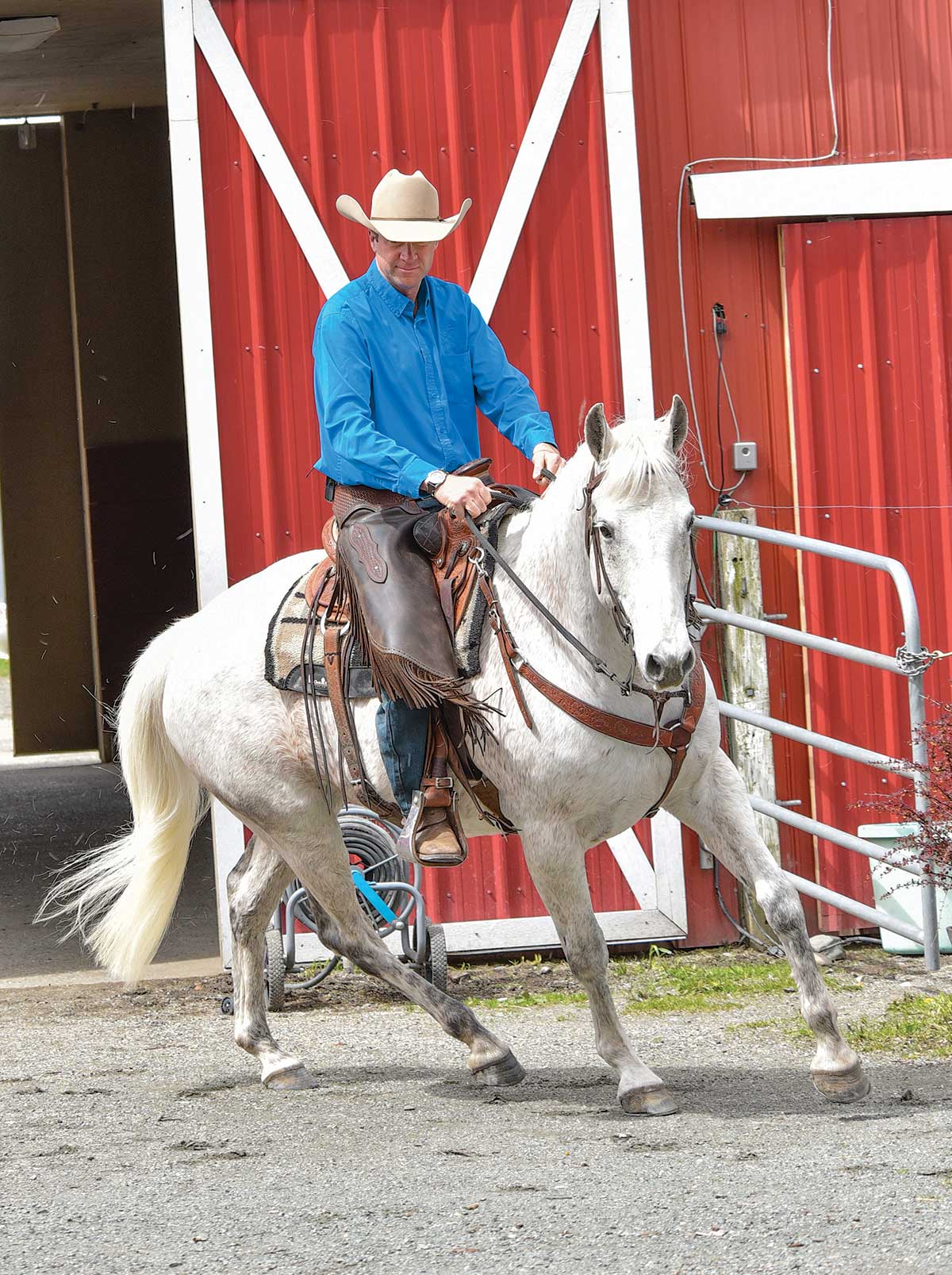 Why Horses Balk And What To Do About It