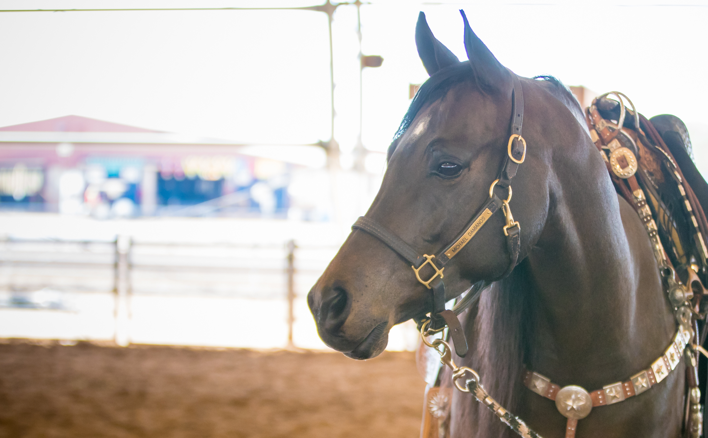 Gallop Poll: Received Gift Horse? - Horse and Rider