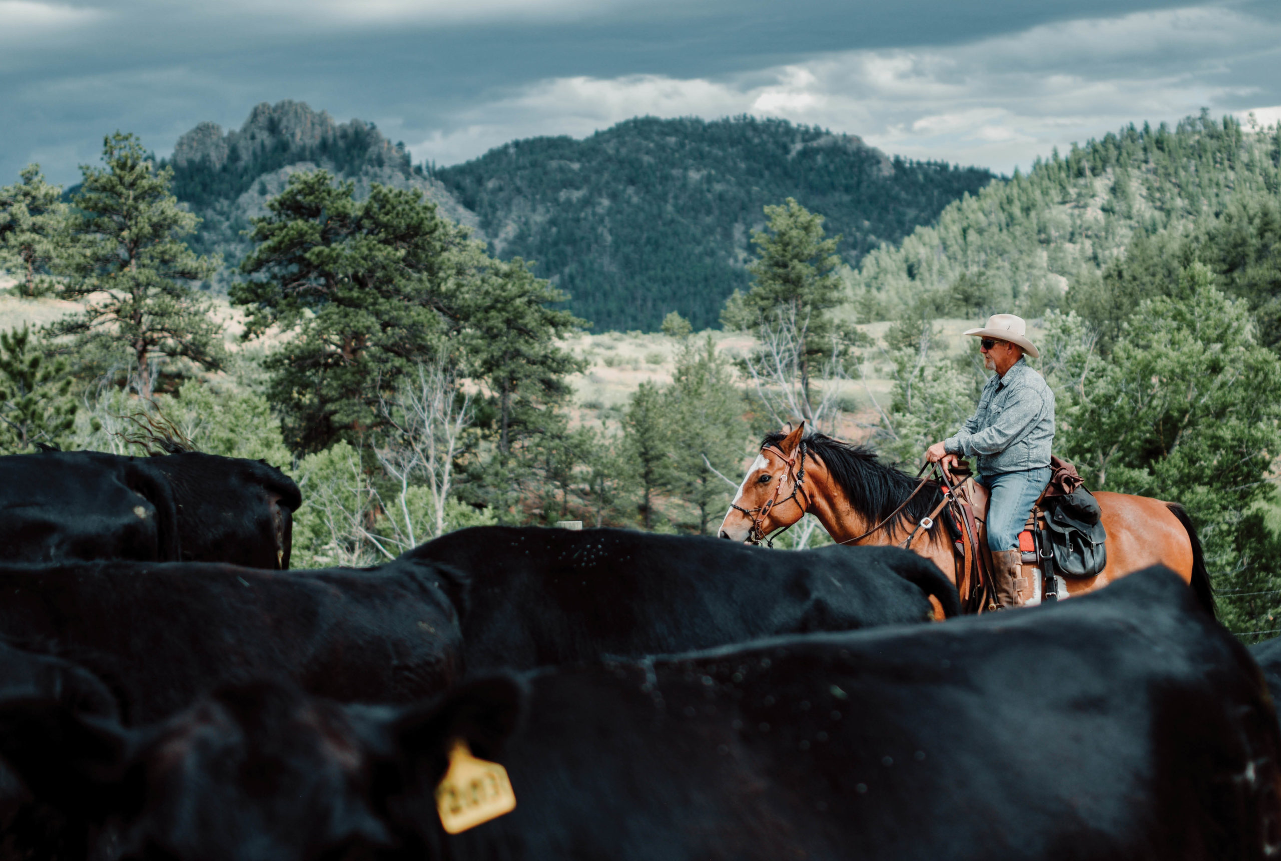 Wyoming Working Cattle Ranches