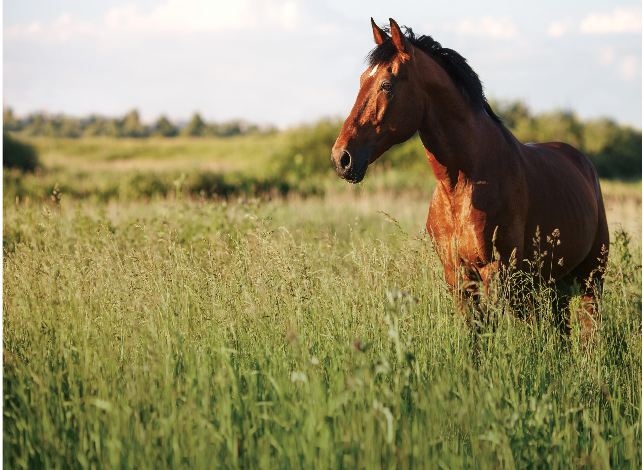 Equine Foster Care: Do You Have What it Takes?
