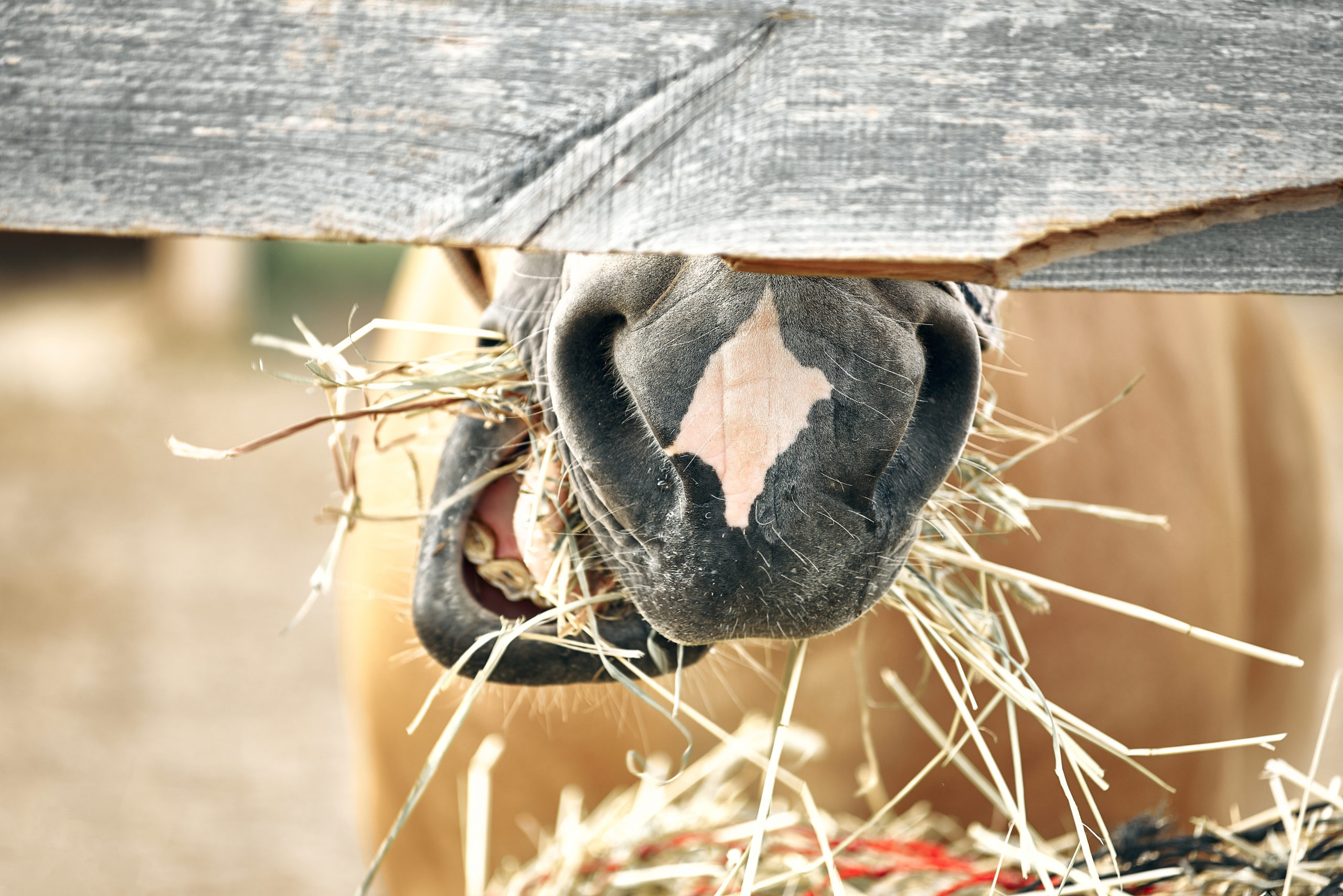 Gallop Poll: What Kind of Hay Do You Feed?
