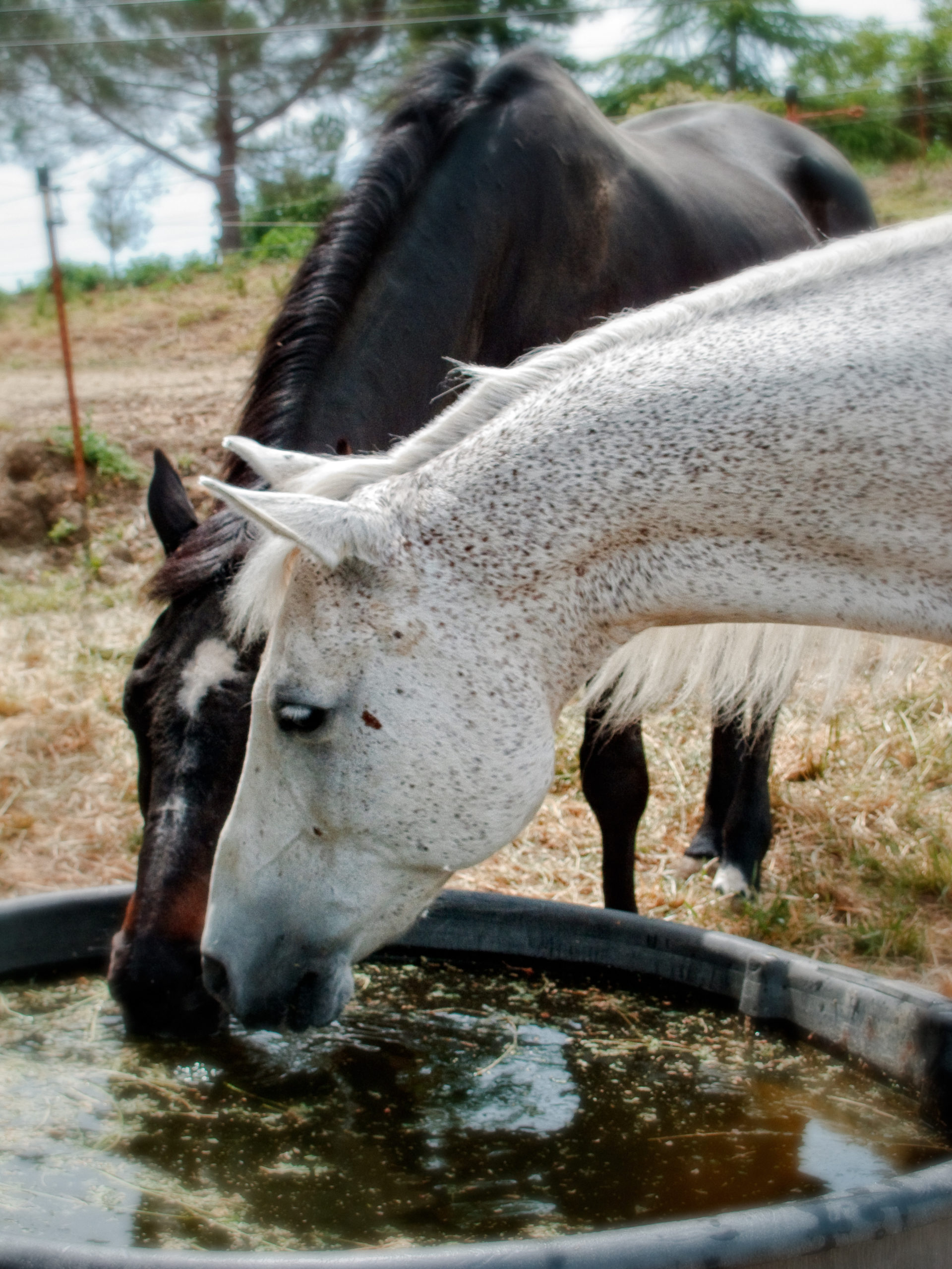 Tip of the Week: Keep Water Troughs Clean