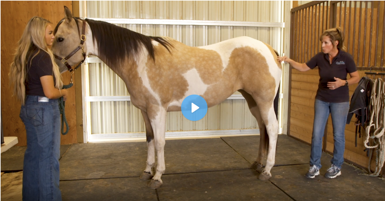 Tail Stretches and Lumbar Lift for Horses - Horse and Rider