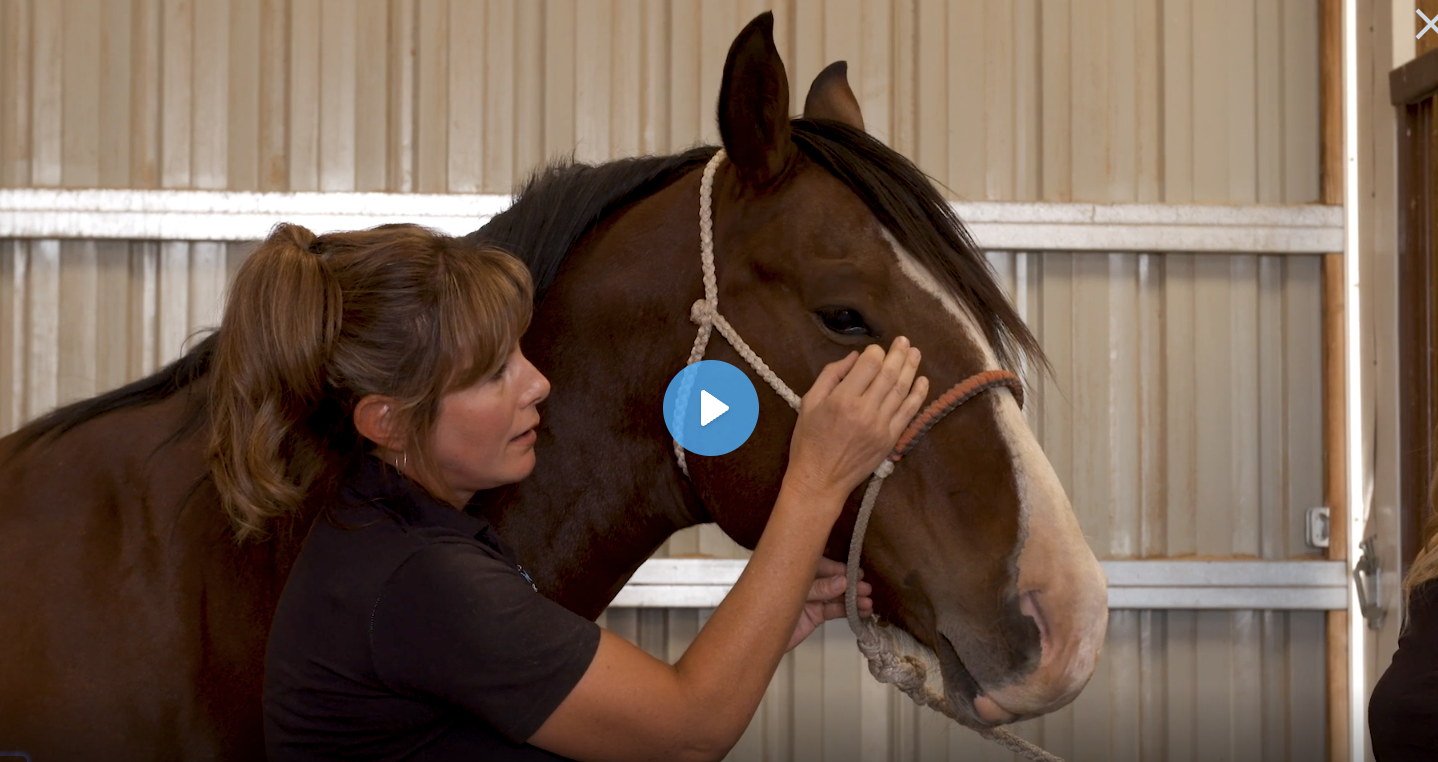 Eye Tapping Evaluation - Horse and Rider