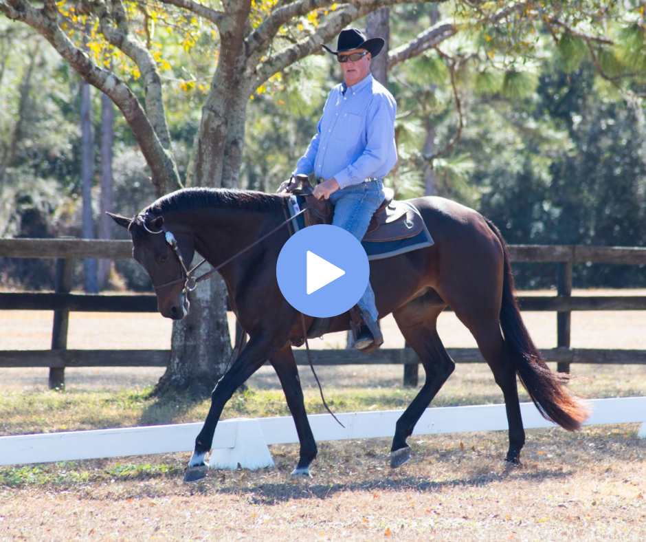 Introduction to 20-Meter Circles - Horse and Rider