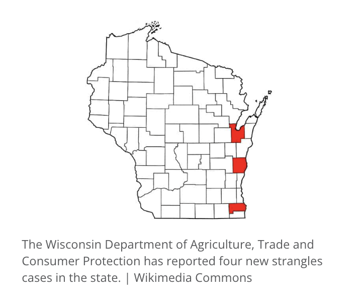 Strangles Cases Reported in Wisconsin - Horse and Rider