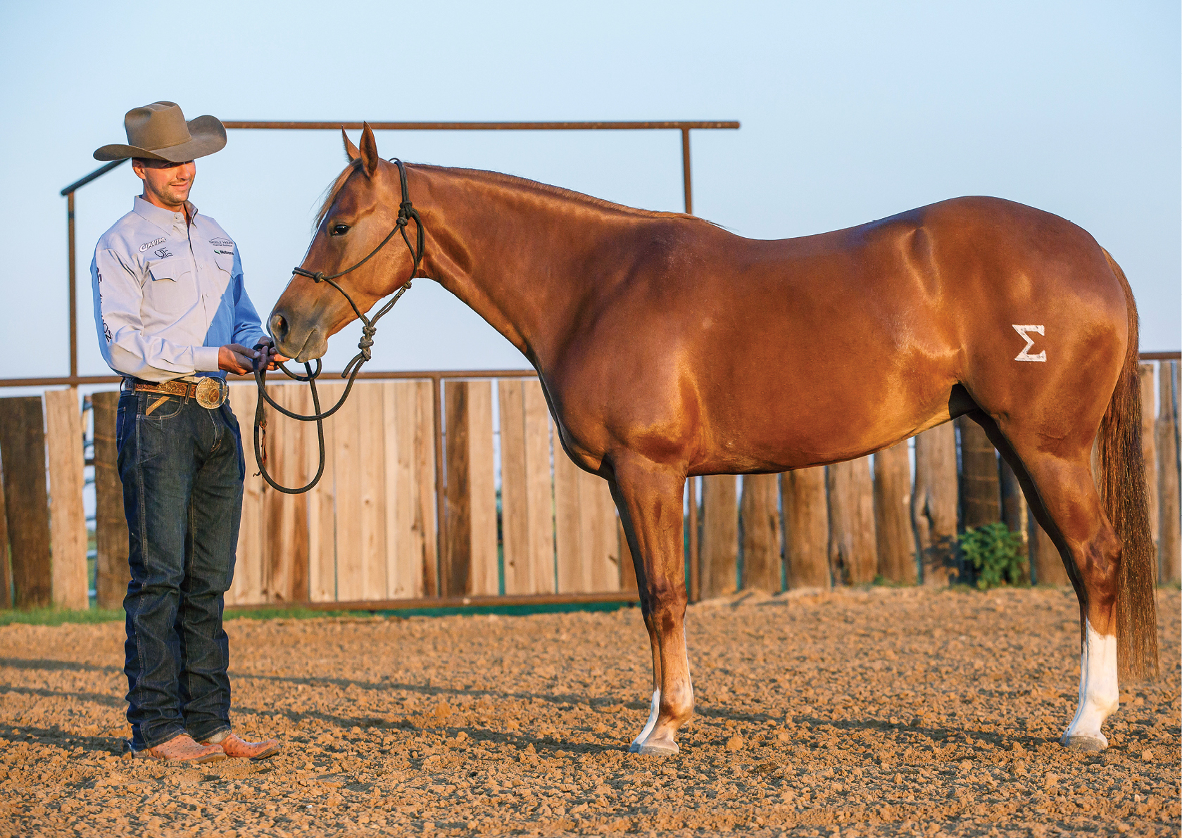 Buying a Ranch Versatility Horse