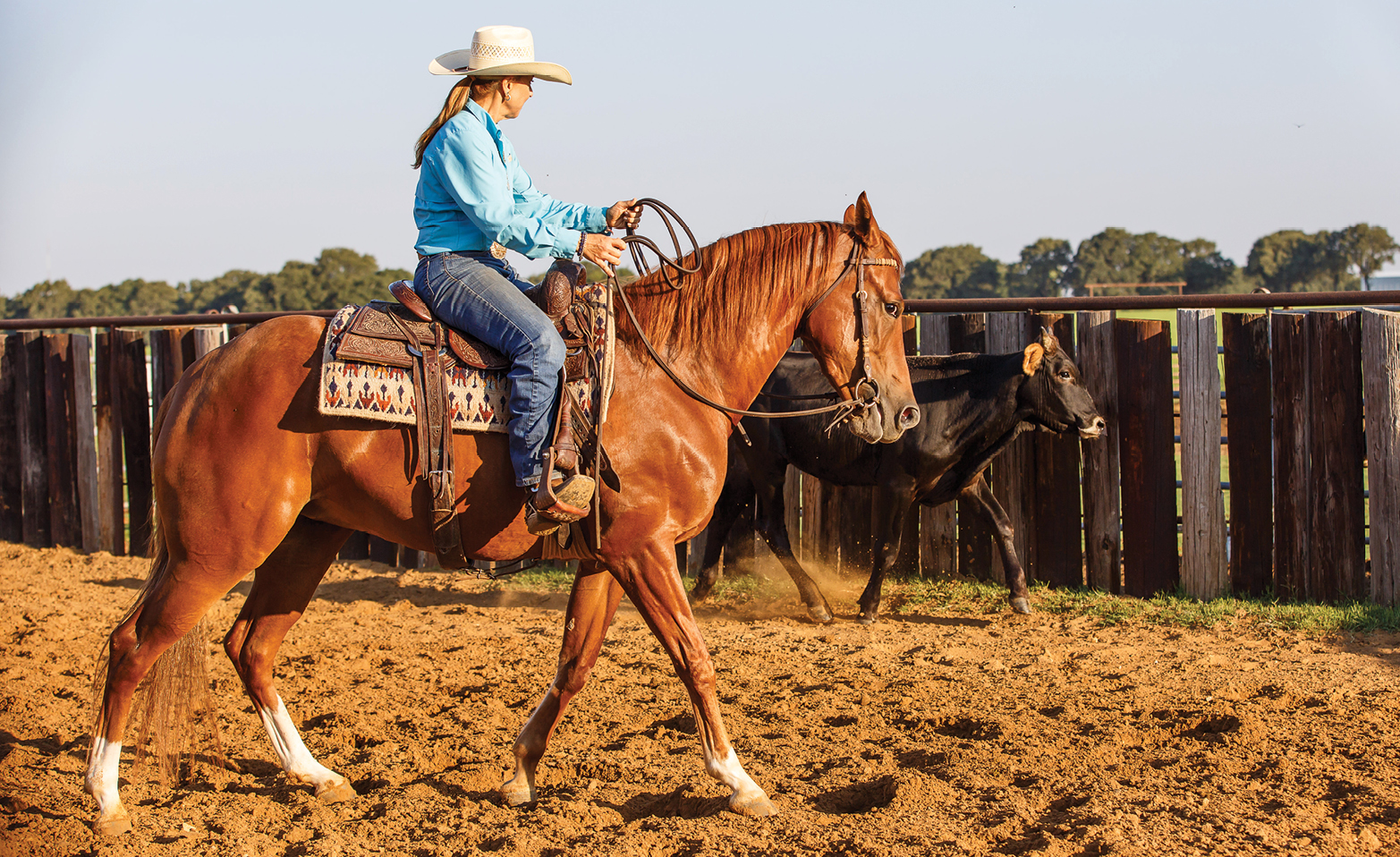 Buying a Ranch Versatility Horse