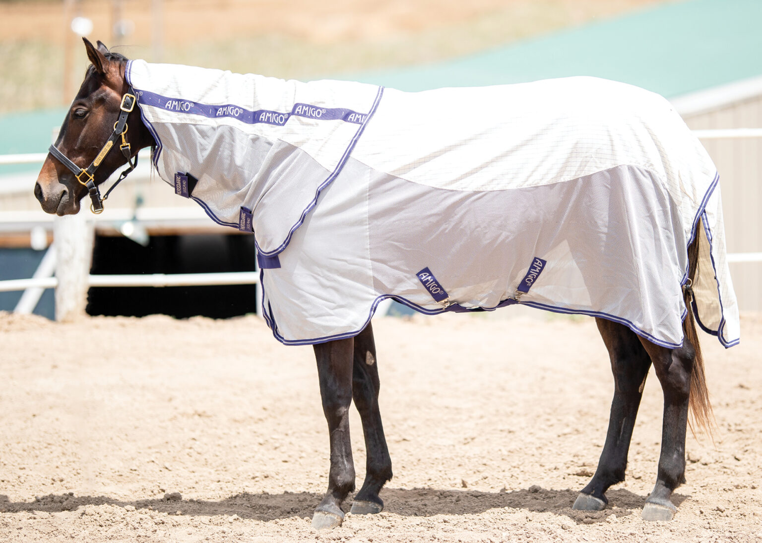 Sun Care for Your Horse - Horse and Rider