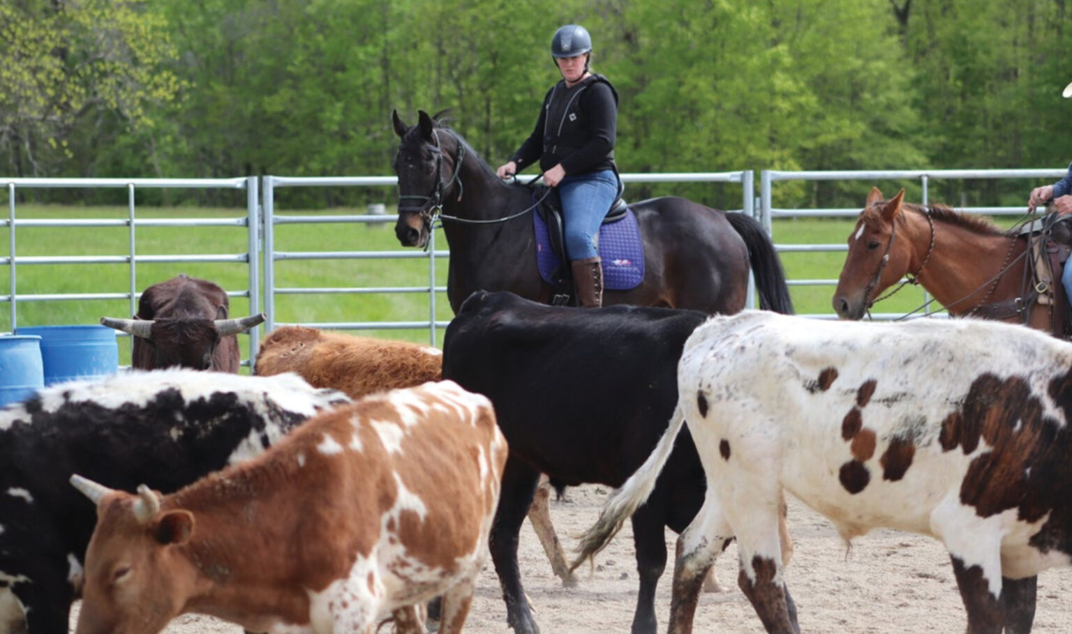 Cattle Sorting with Rescue Horses? - Horse and Rider