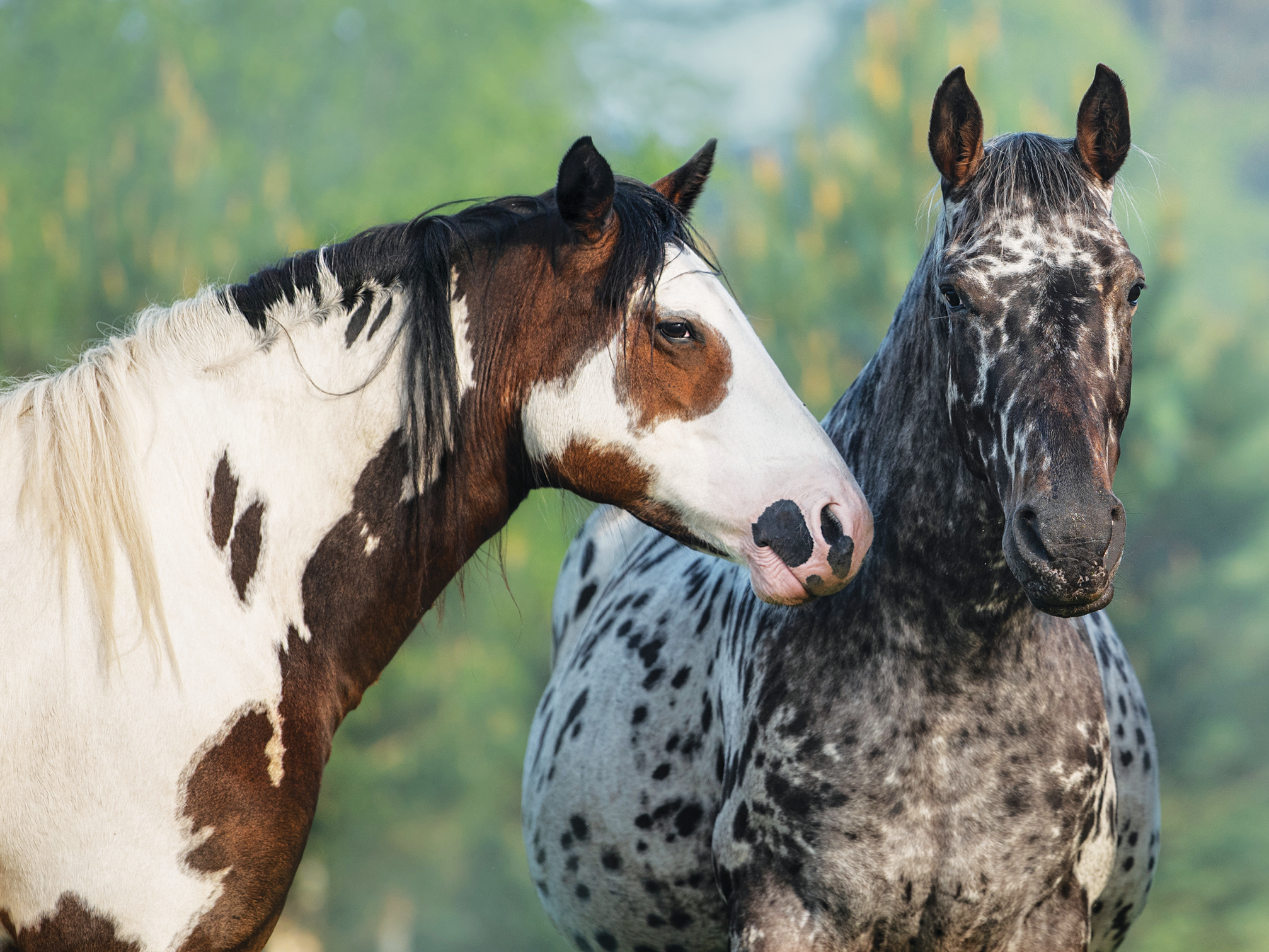 What is EHV-1? - Horse and Rider