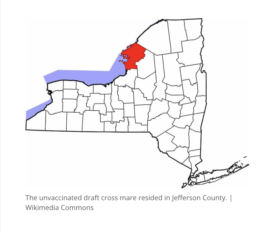 New York Mare Positive for EEE - Horse and Rider