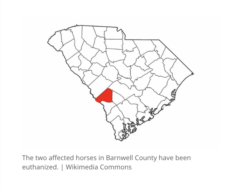 Two Racing Quarter Horses Positive for EIA - Horse and Rider