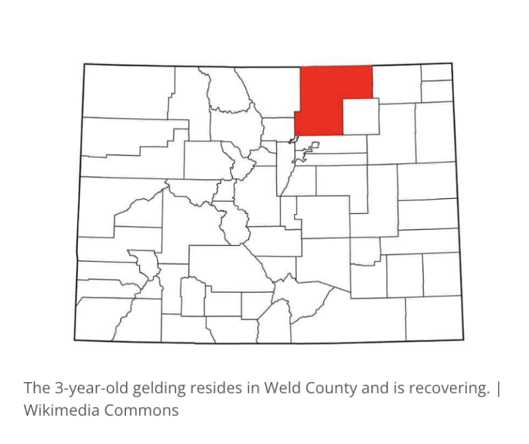Horse Positive for West Nile Virus in Colorado - Horse and Rider