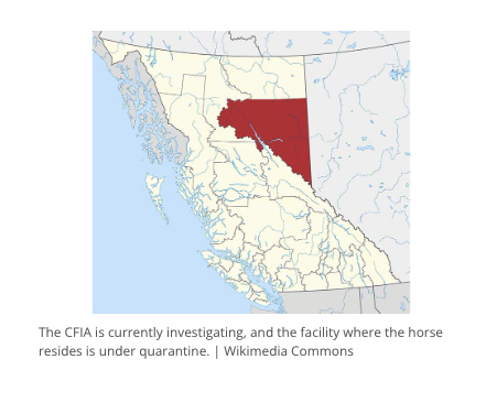 Horse Tests Positive for EIA in British Columbia - Horse and Rider