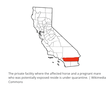 Racing Quarter Horse Tests Positive for EIA in California - Horse and ...
