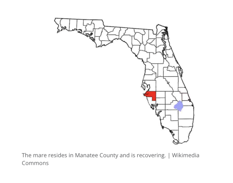 West Nile Virus in Florida - Horse and Rider