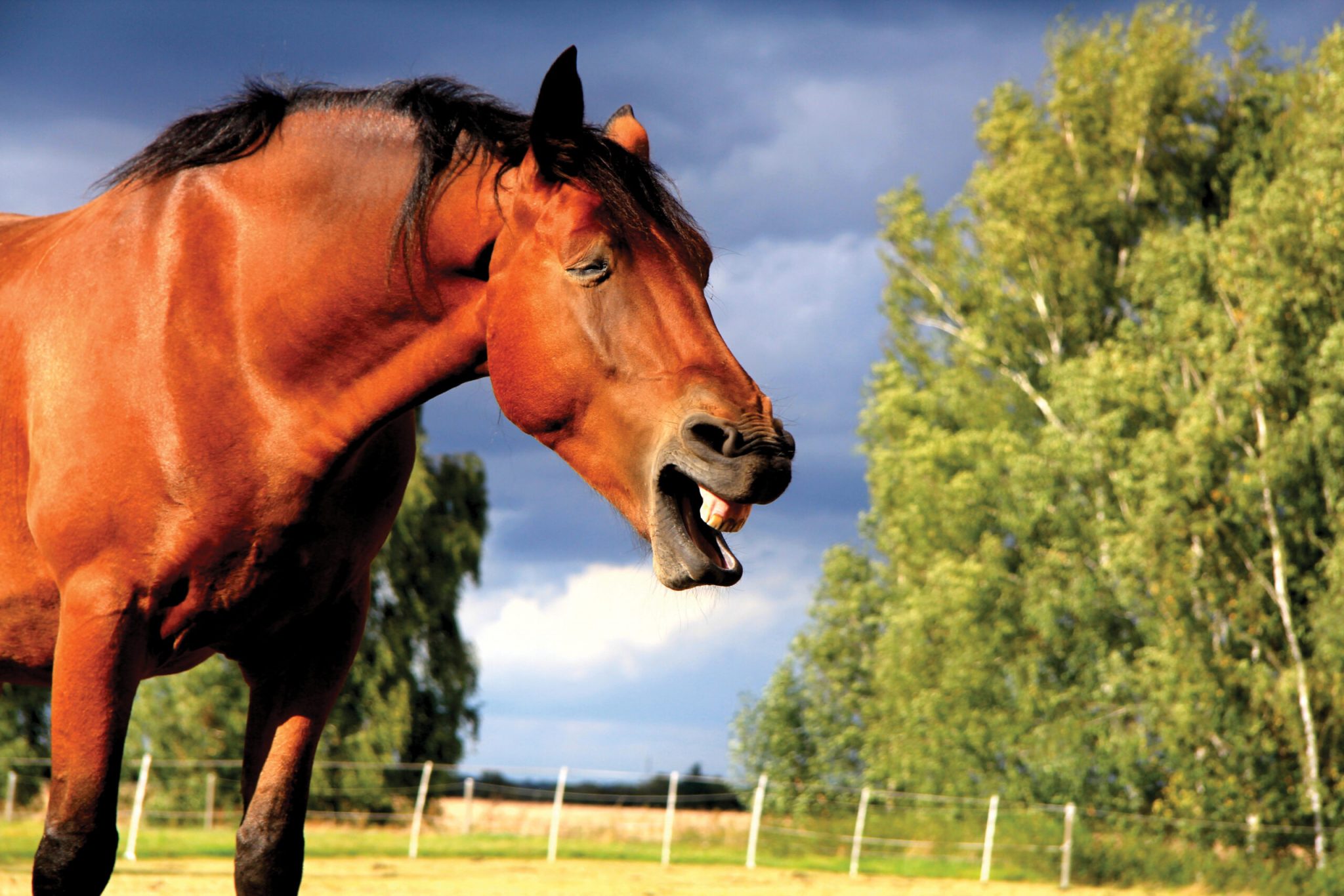 Fall Wallpaper With Horse