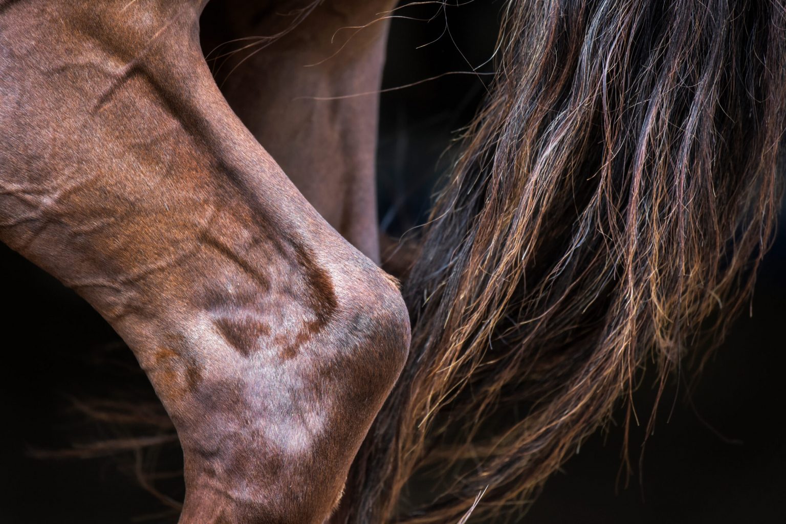 What the Hock Is and What it Does - Horse and Rider