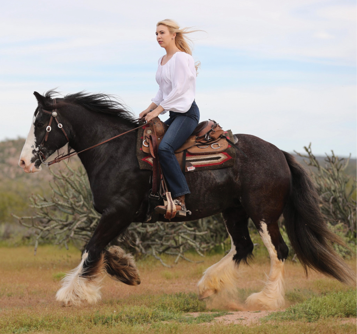 What's With the Gypsy Vanners? - Horse and Rider