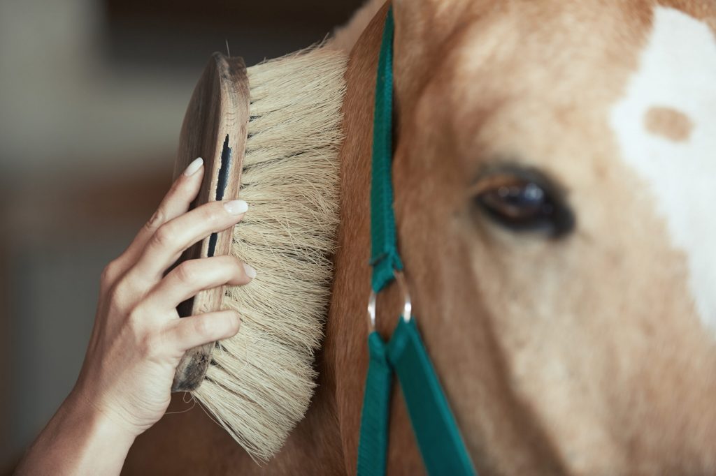 Healthy Horse Grooming Tips for Winter - Horse and Rider